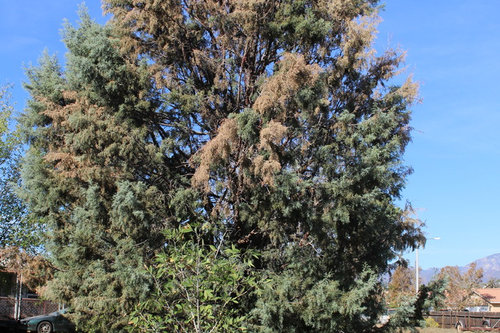 Blue Spruce Dying VERY Fast
