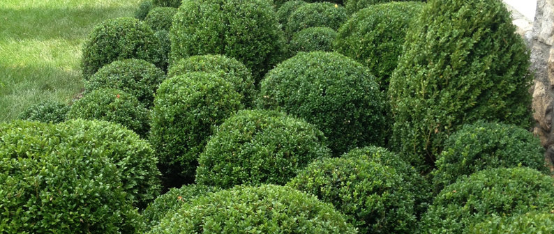 VASILKA BUKOV LANDSCAPE DESIGN - Project Photos & Reviews - Greenwich ...