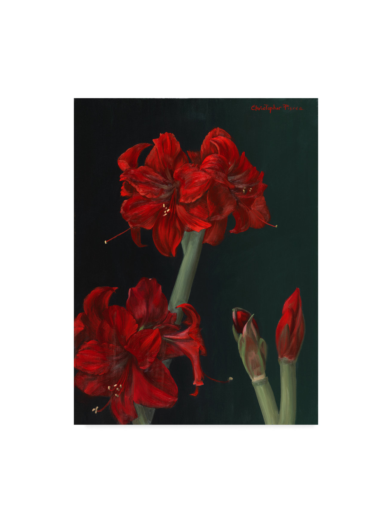 Christopher Pierce 'Amaryllis Amigo' Canvas Art, 14"x19", 14"x19 ...