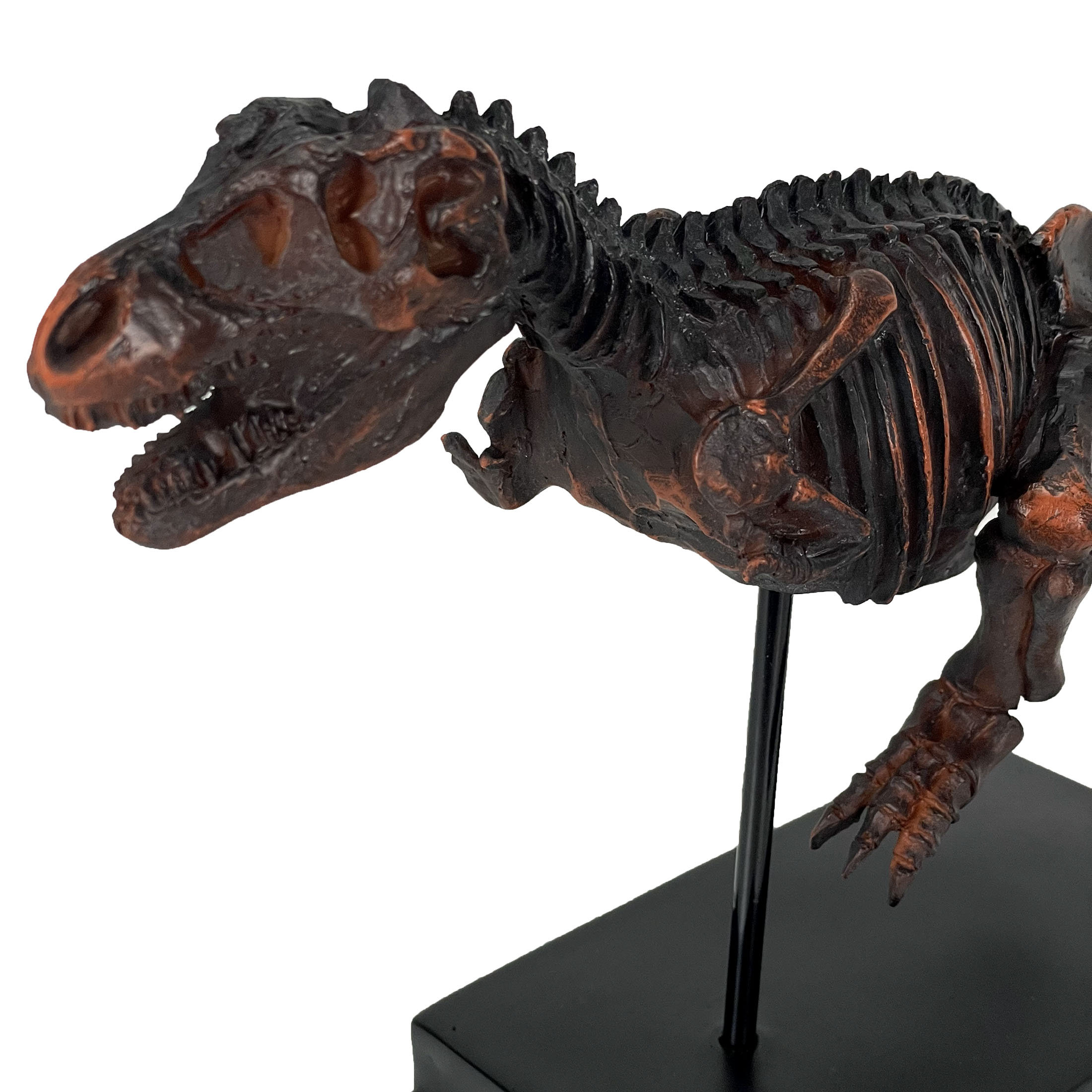 Tyrannosaurus Rex Skeleton Statue T-Rex on Museum Mount, One Size ...