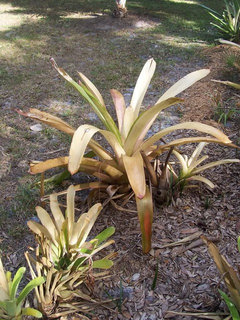 Mango Cold Damage | Houzz Forum