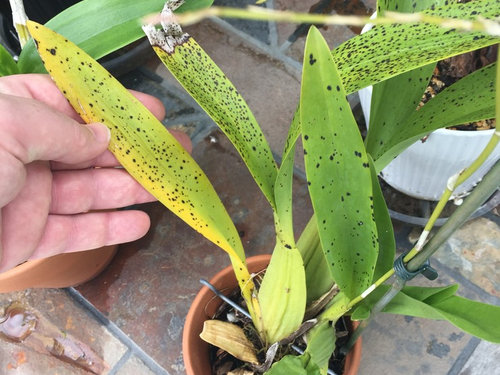 Oncidium leaves yellowing | Houzz Forum