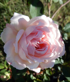 Best fruity fragrance: roses with strong and delicious scents