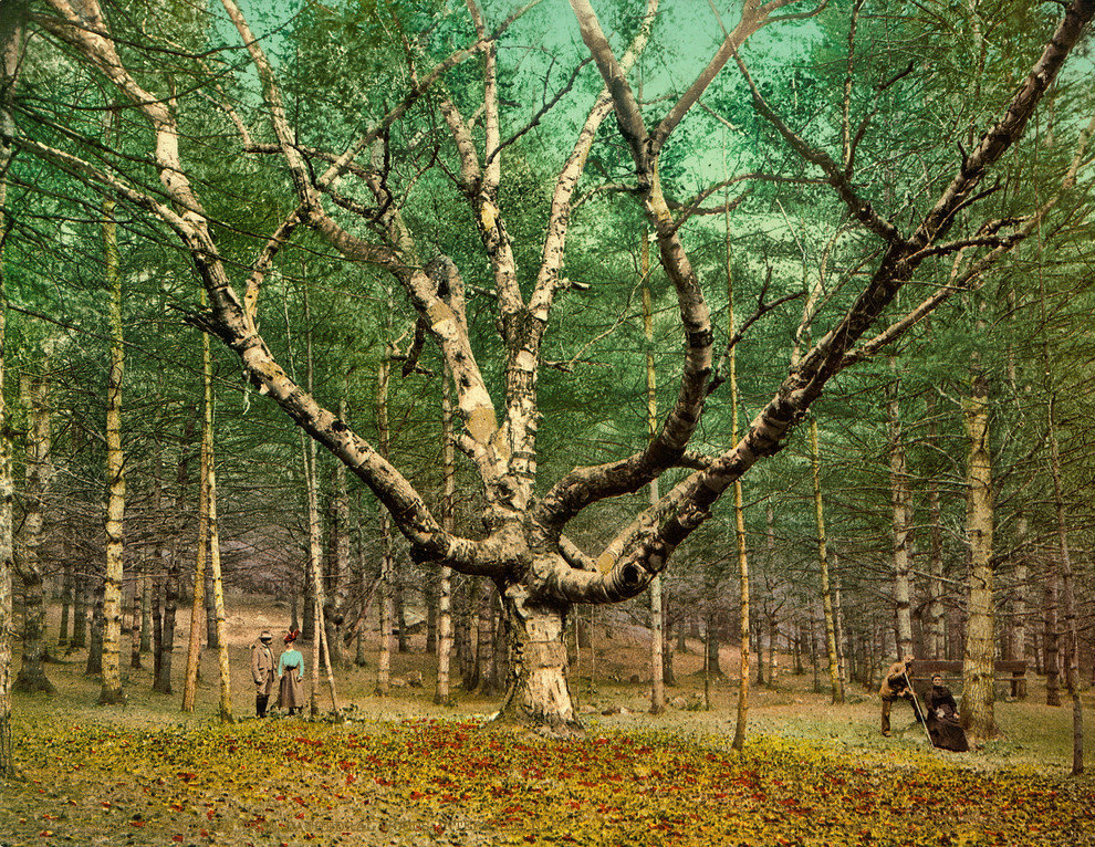 The Wizard Tree, Cathedral Woods, Intervale, N.H Print, 11" x 14 ...