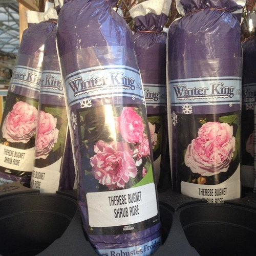 Rugosa roses @ HD for $5.98! Therese Bugnet & Sir Thomas Lipton!!
