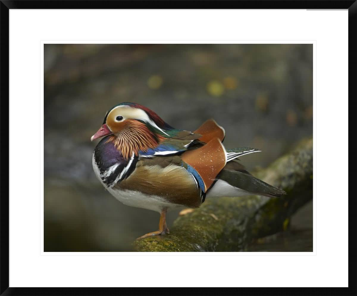 "Mandarin Duck male, Jurong Bird Park, Singapore" by Tim Fitzharris ...