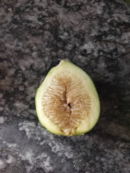 fig tree identification
