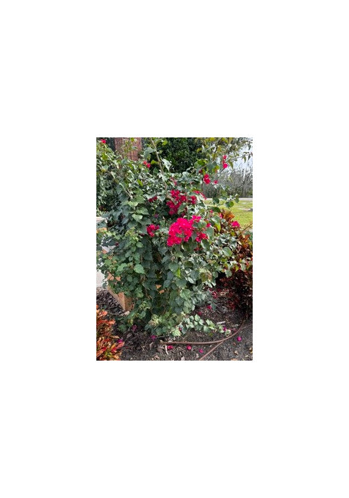 Can Someone Please Tell Me The Name of These Bushes? | Houzz Forum