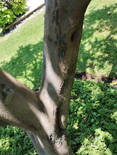 Treating lemon tree that has been attacked by termites