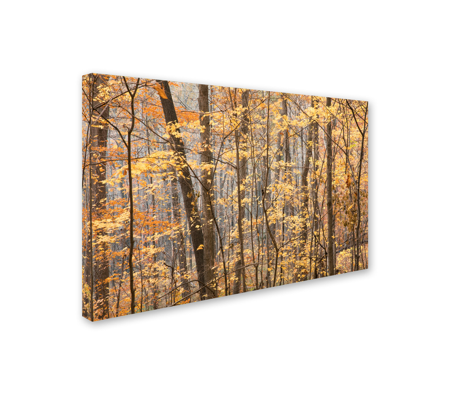 Jason Shaffer 'Autumn Treeline 2' Canvas Art, 19"x12" - Contemporary ...