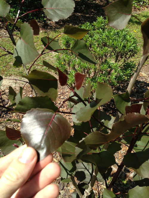 Populus deltoides 'Purple Tower' | Houzz Forum