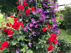Lady In Red Climber | Houzz Forum