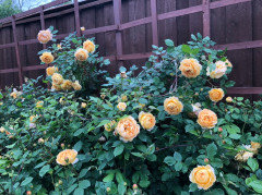 Best fruity fragrance: roses with strong and delicious scents