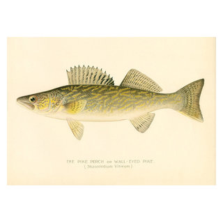 Pike Perch Print, 16" x 20" - Contemporary - Prints And Posters - by ...