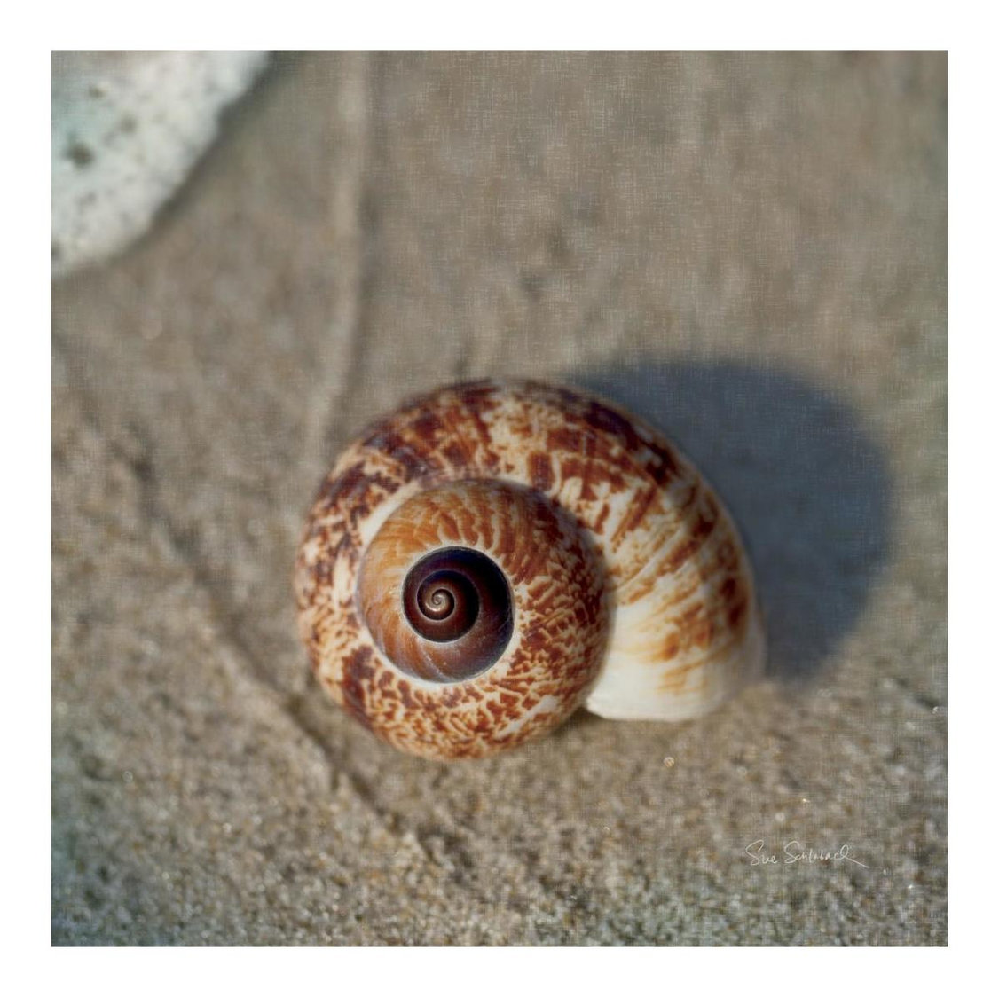 "Sand Surf Shell" Digital Paper Print by Sue Schlabach, 20"x20", 18"x18 ...