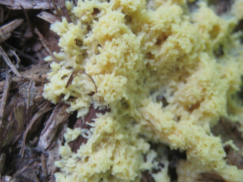 Strange yellow stuff on mulch