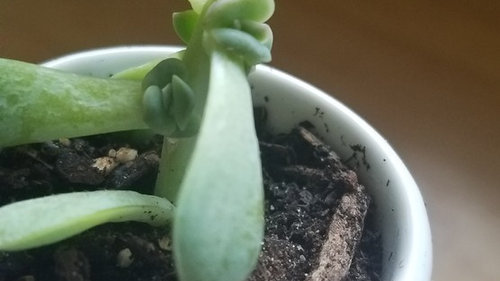 Separating succulent pups