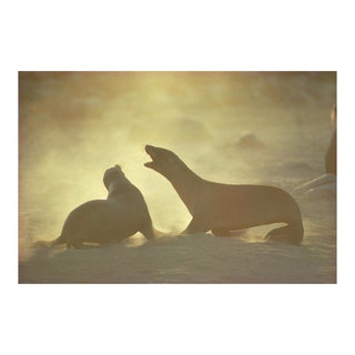 Galapagos Sea Lion Pups Romping On Beach, Galapagos Islands, Ecuador ...