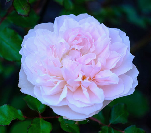 Mary Magdalene - my first David Austin rose this spring!