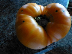 Black Spots on tomatoes