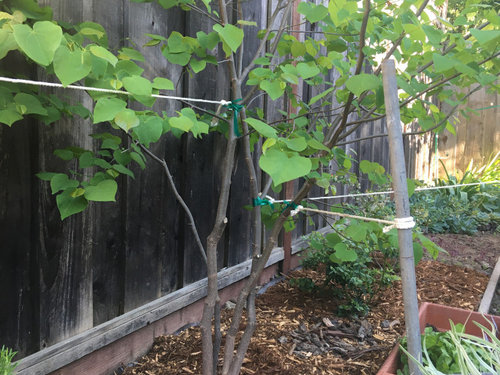 Multi-trunk redbud tree concern!