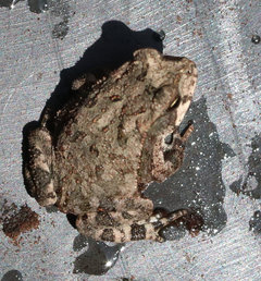 Tiny brown toads in San Antonio ...