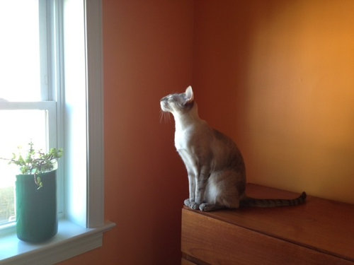 Help! 3 crooked windows in our bedroom