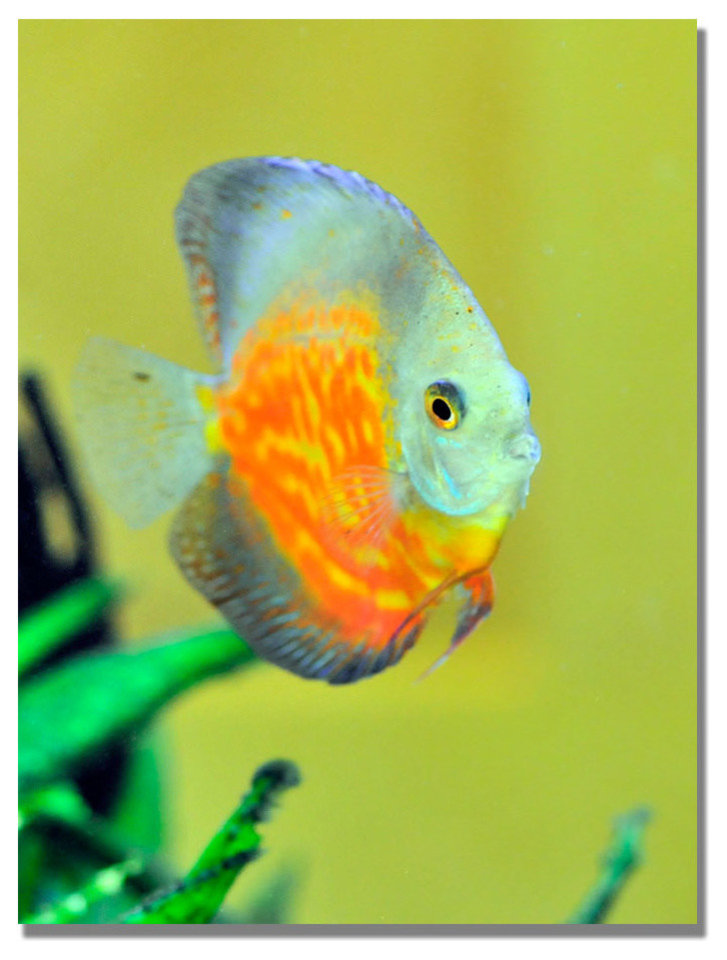 'Tropical Fish Golden' Canvas Art by Kurt Shaffer, 22" x 32 ...