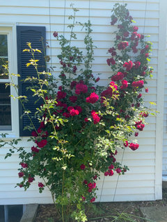 Climbing Red Fountain