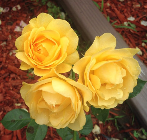 Fragrant roses by color: YELLOW