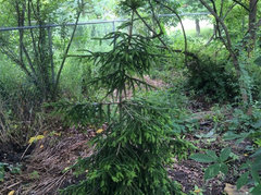 oriental spruce "firefly" browning needles