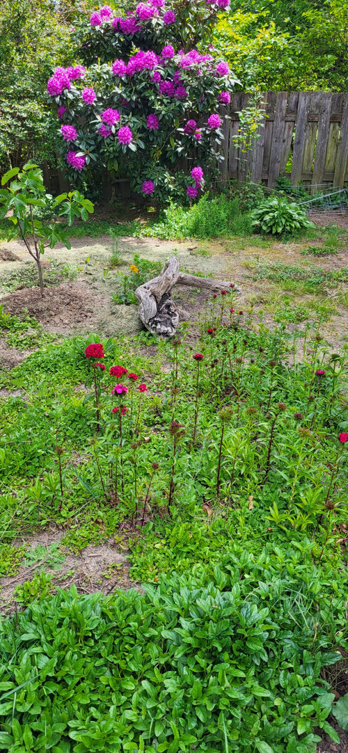 ID this vigorous perennial?