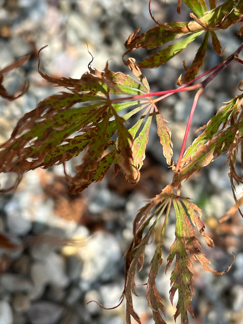 Japanese Maple, leaf scorch?