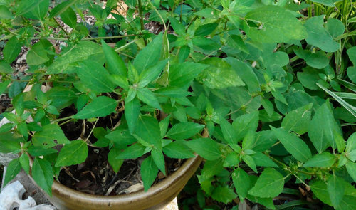 Invasive weed ID?