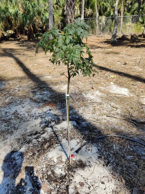 What to do with this baby tree?