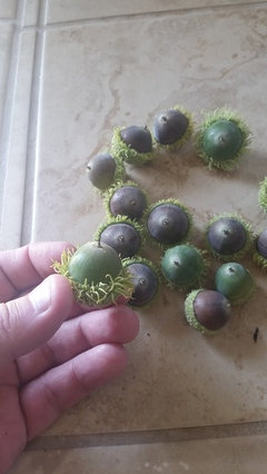 Quercus Urban Pinnacle oak tree