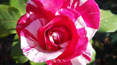 2019 USA New Rose Introductions | Houzz Forum