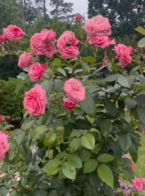 Deep pink Rose ID: Zaide? Flamenco Rosita maybe?