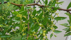Jujube pollination and varieties | Houzz Forum