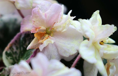 African Violet Seed Pods