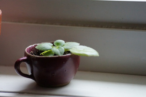 Mini Violets