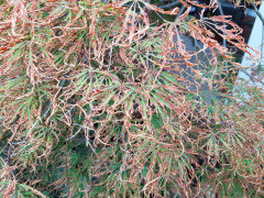 Tell me about Japanese Maple tree roots