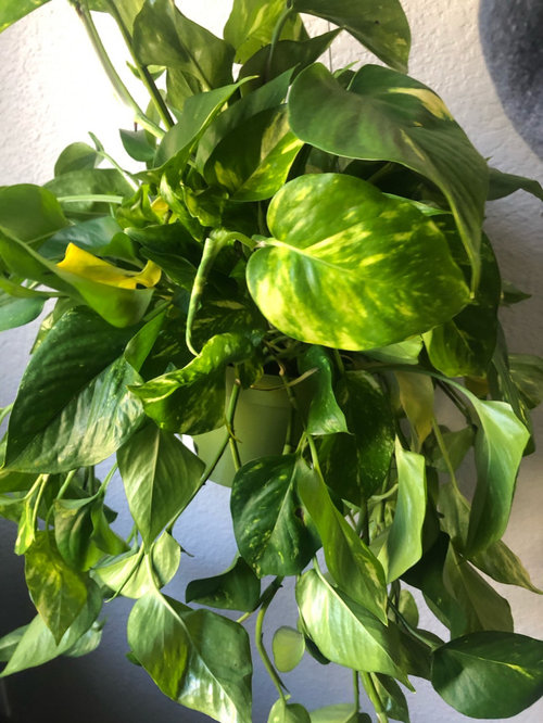 pathos leaves yellowing