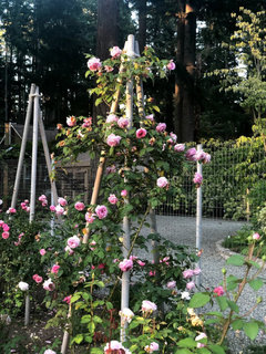 Yay I get a new spot to put a rose help me