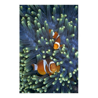 Clown Anemonefish Pair In Sea Anemone Tentacles-Paper Art, 40"x60 ...