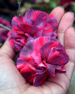 why grow roses at all? | Houzz Forum