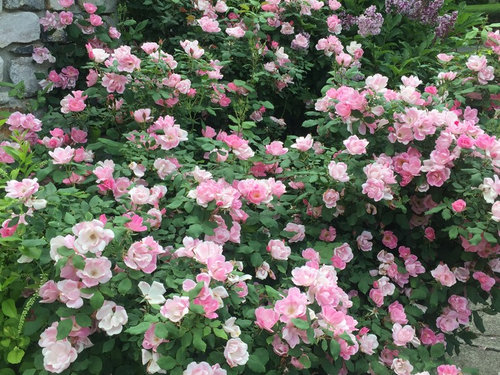 Rose bush identification