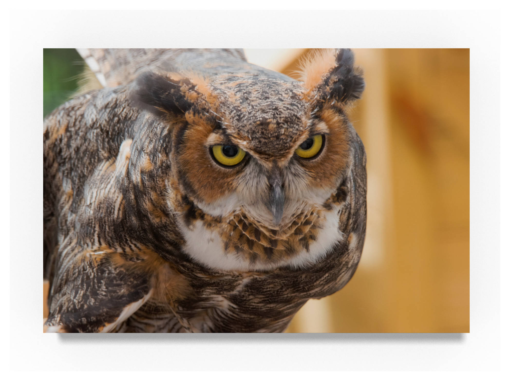 "Great Horned Owl" by Robert Michaud, Canvas Art, 12"x19" - Rustic ...