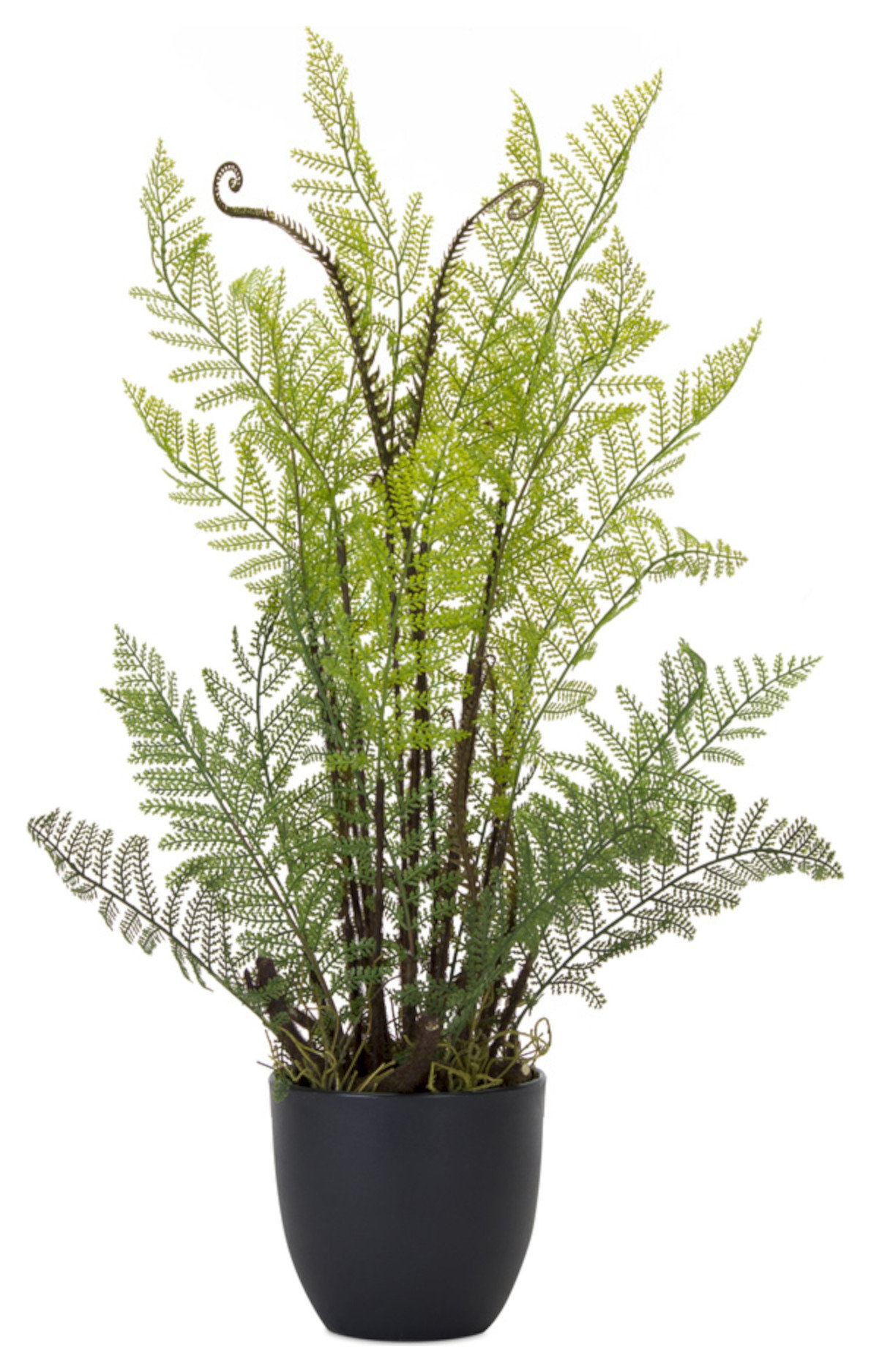 Fern Potted (Set of 2) 13" x 24.5"H Plastic - Contemporary - Artificial ...