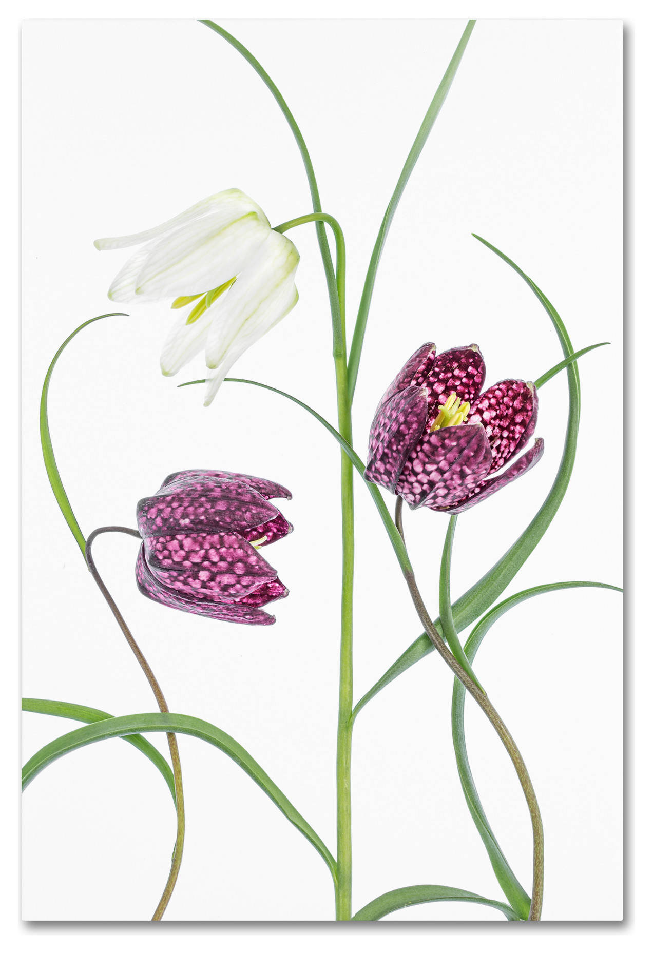 Mandy Disher 'Snakes Head Fritillary' Canvas Art, 32"x 22 ...